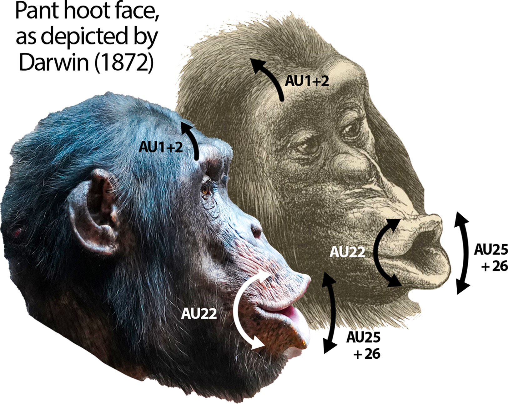Revisiting Darwin's comparisons between human and non-human primate ...