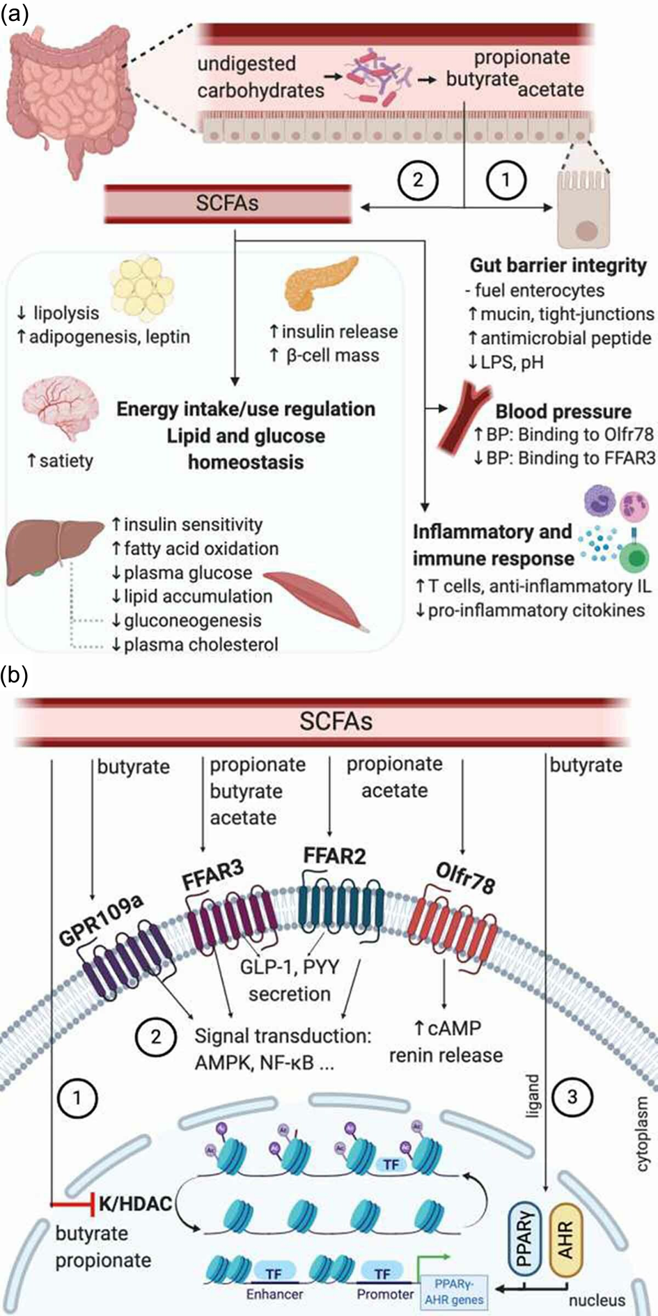 Dietary fibre and health: the story so far | Proceedings of the ...