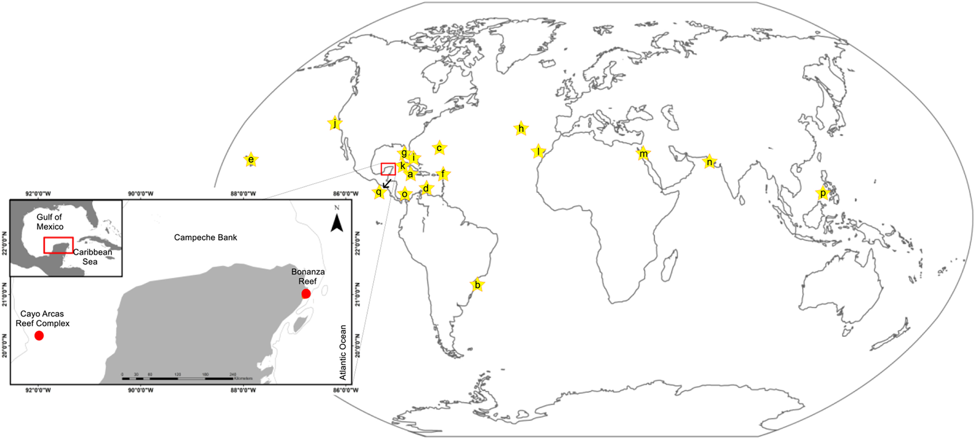 First record of a benthic ctenophore in the Mexican Atlantic: Vallicula ...