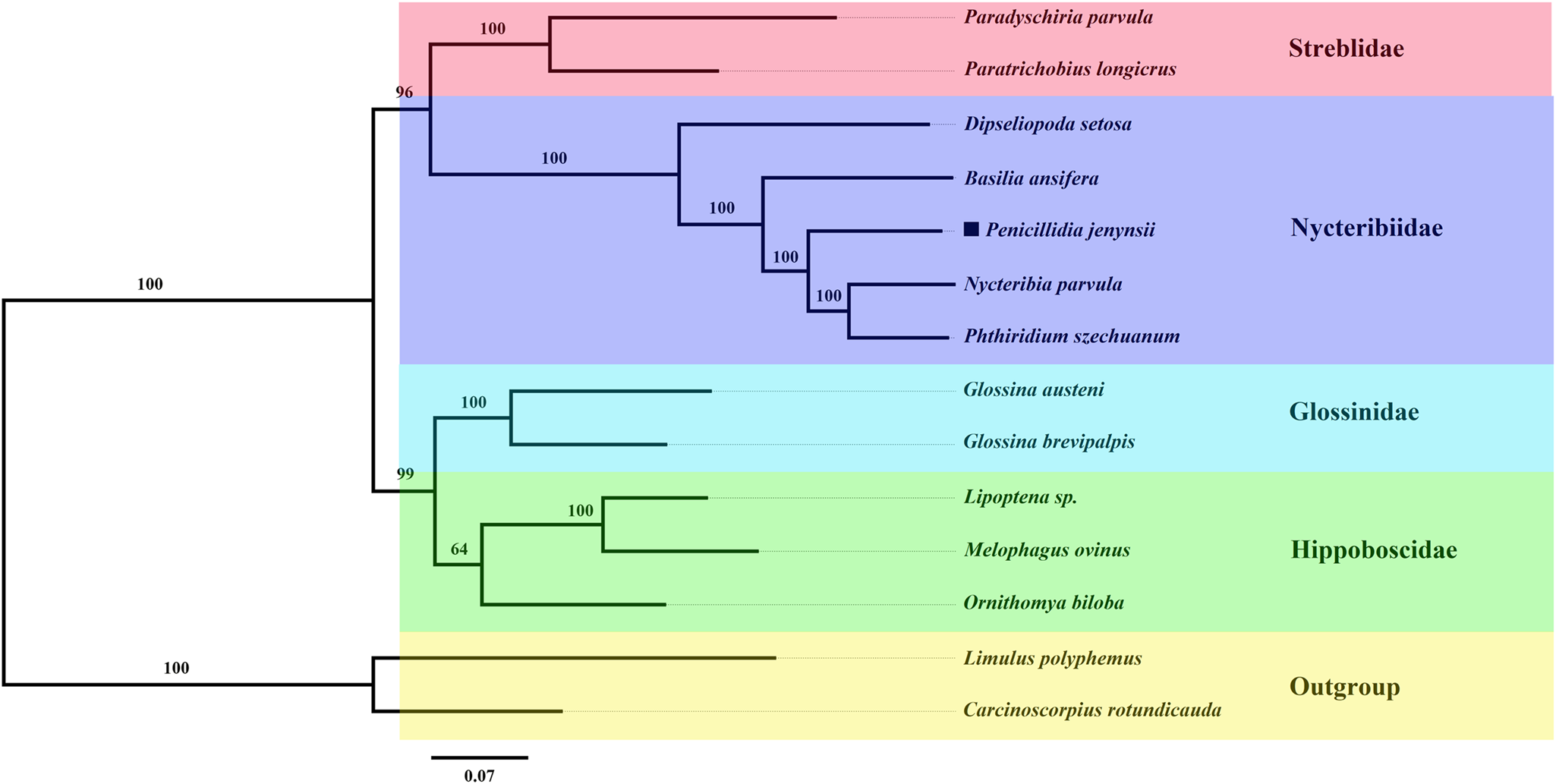 Complete mitochondrial genome of Penicillidia jenynsii (Diptera ...