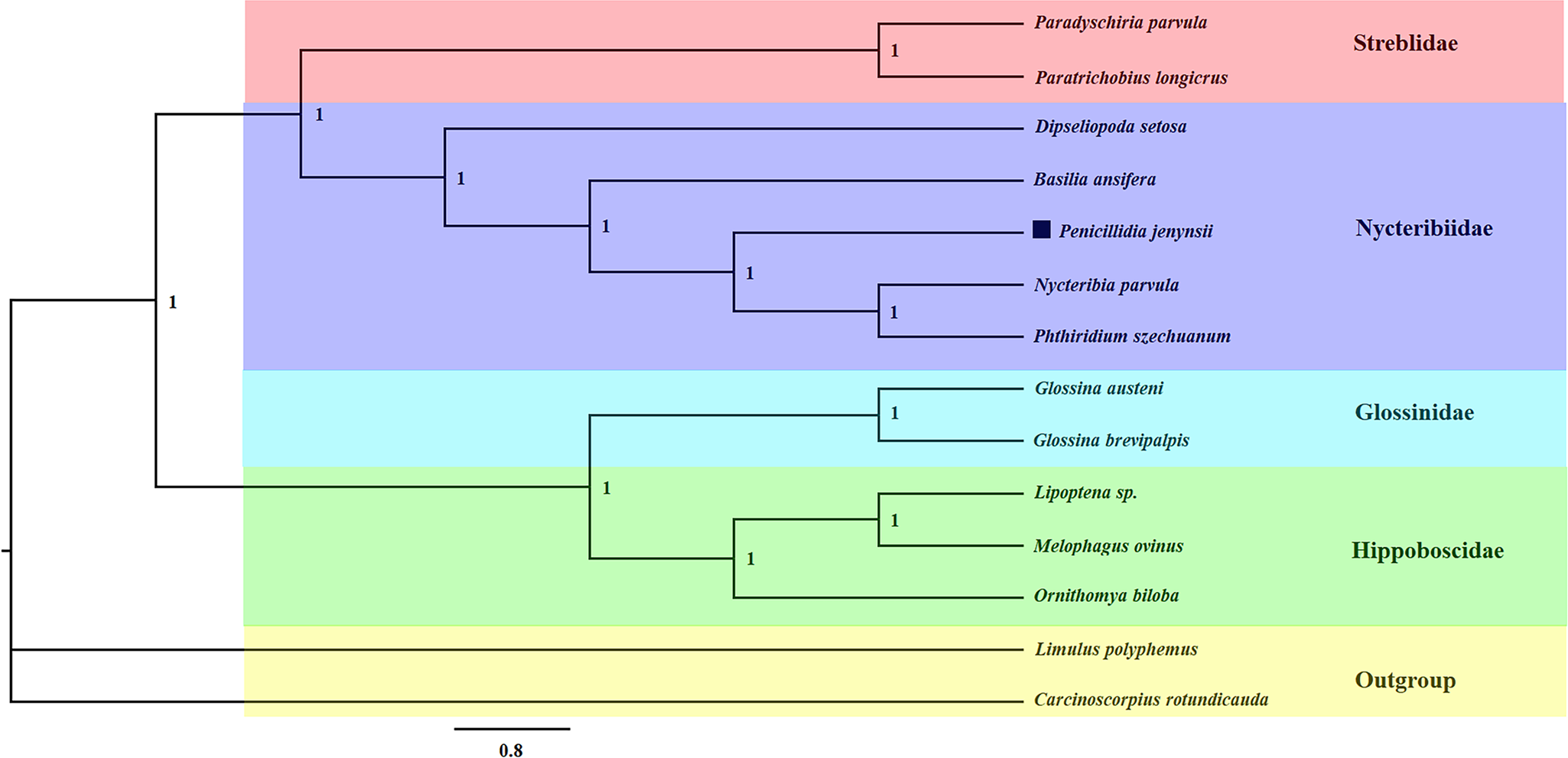 Complete mitochondrial genome of Penicillidia jenynsii (Diptera ...