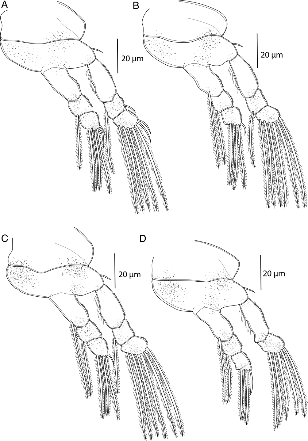 Species of Ergasilus von Nordmann, 1832 (Copepoda: Ergasilidae) from ...