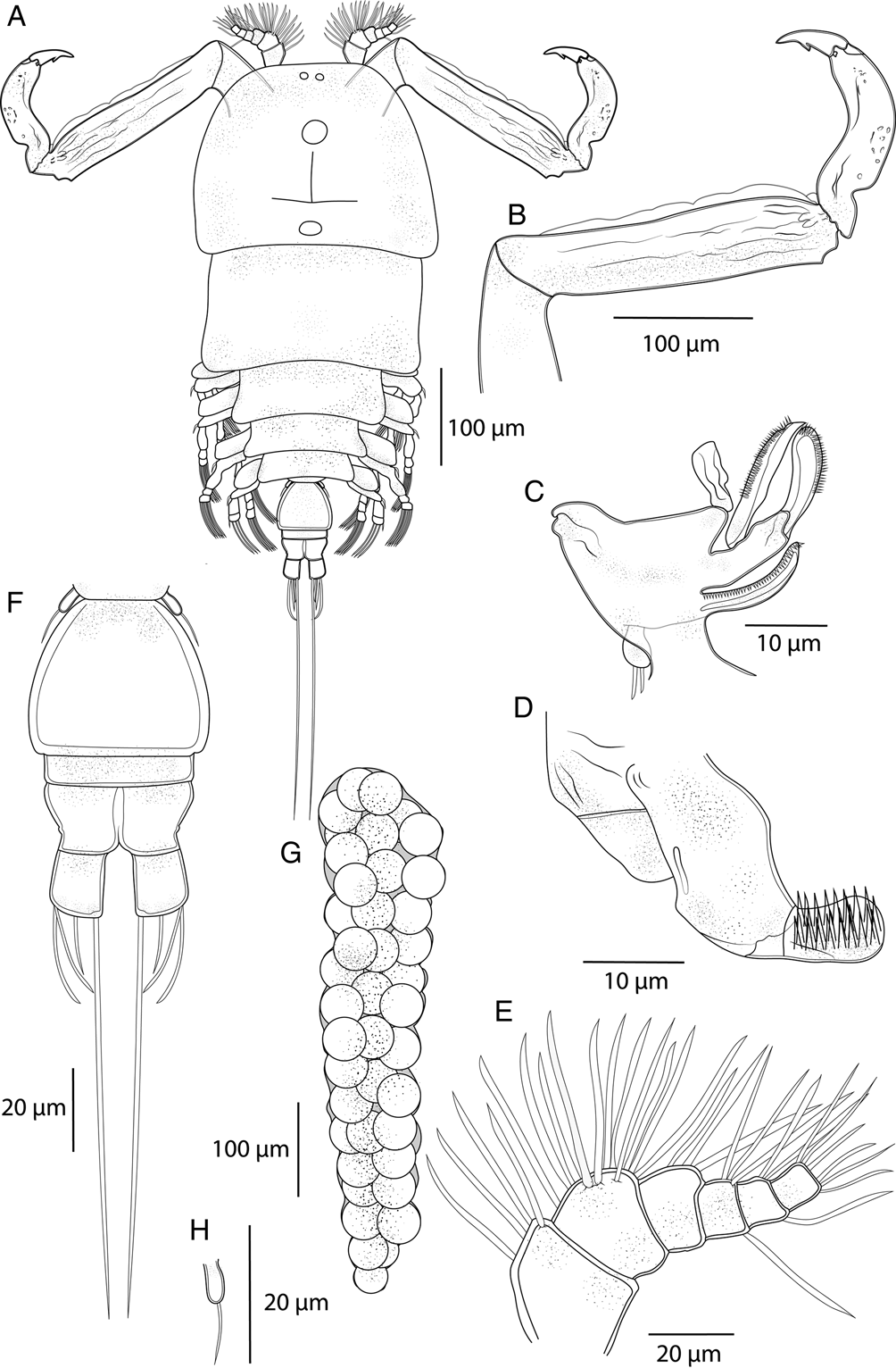 Species of Ergasilus von Nordmann, 1832 (Copepoda: Ergasilidae) from ...