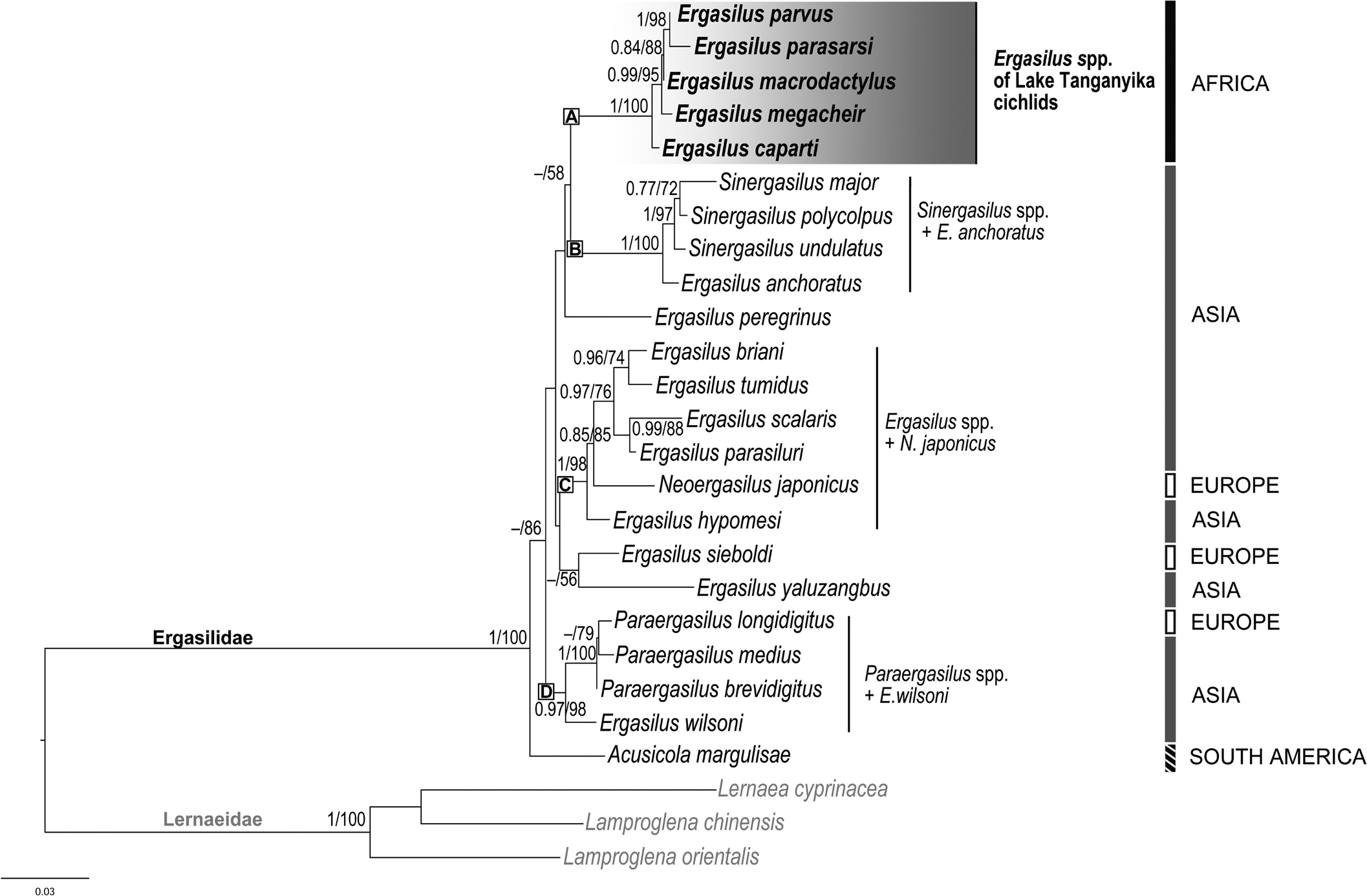 Species of Ergasilus von Nordmann, 1832 (Copepoda: Ergasilidae) from ...
