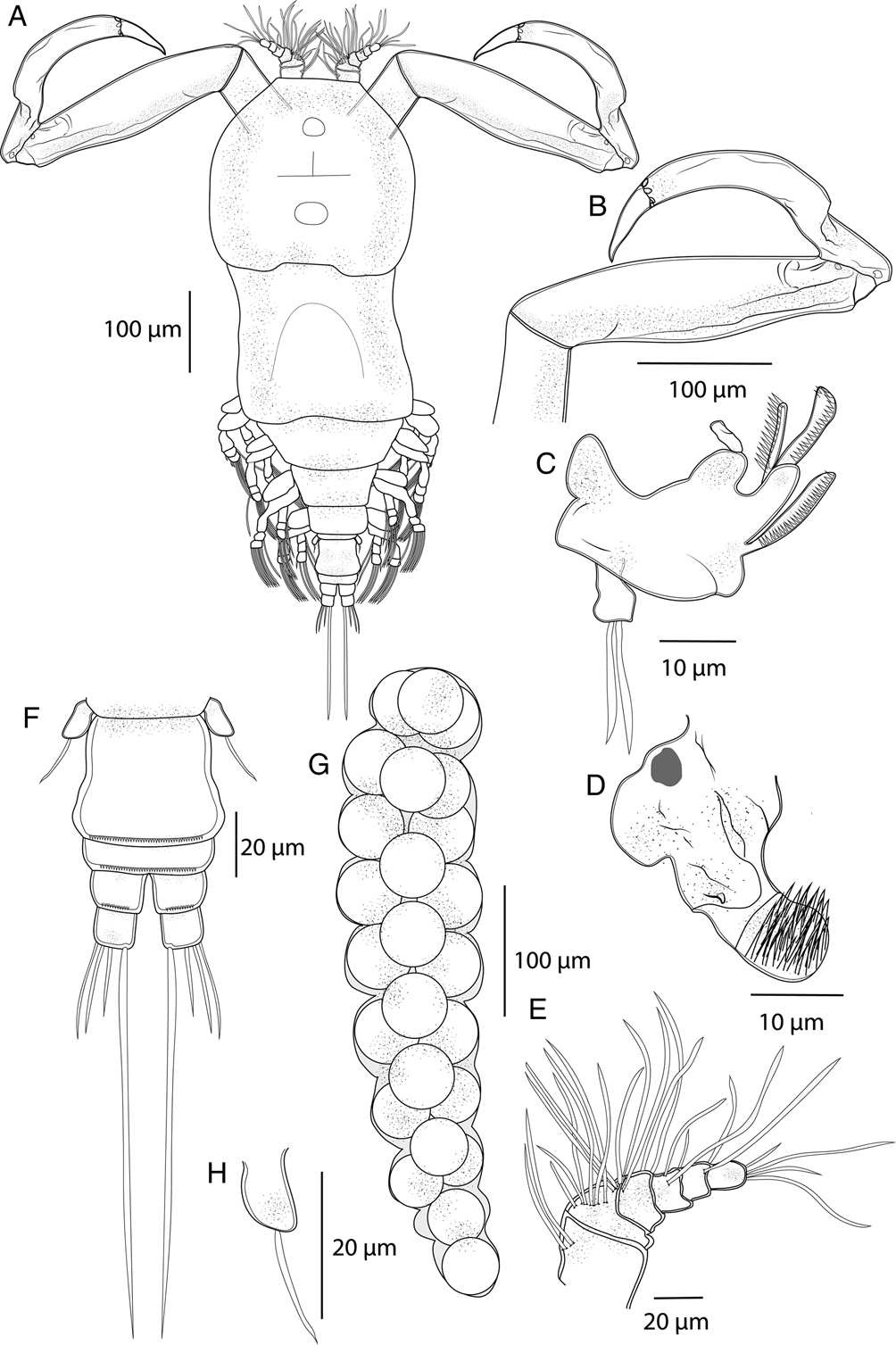 Species of Ergasilus von Nordmann, 1832 (Copepoda: Ergasilidae) from ...