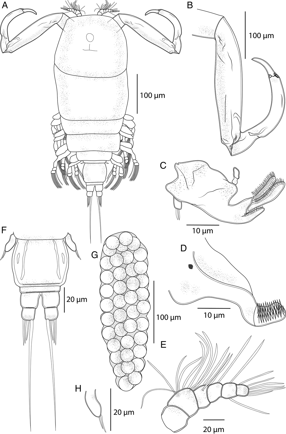 Species of Ergasilus von Nordmann, 1832 (Copepoda: Ergasilidae) from ...