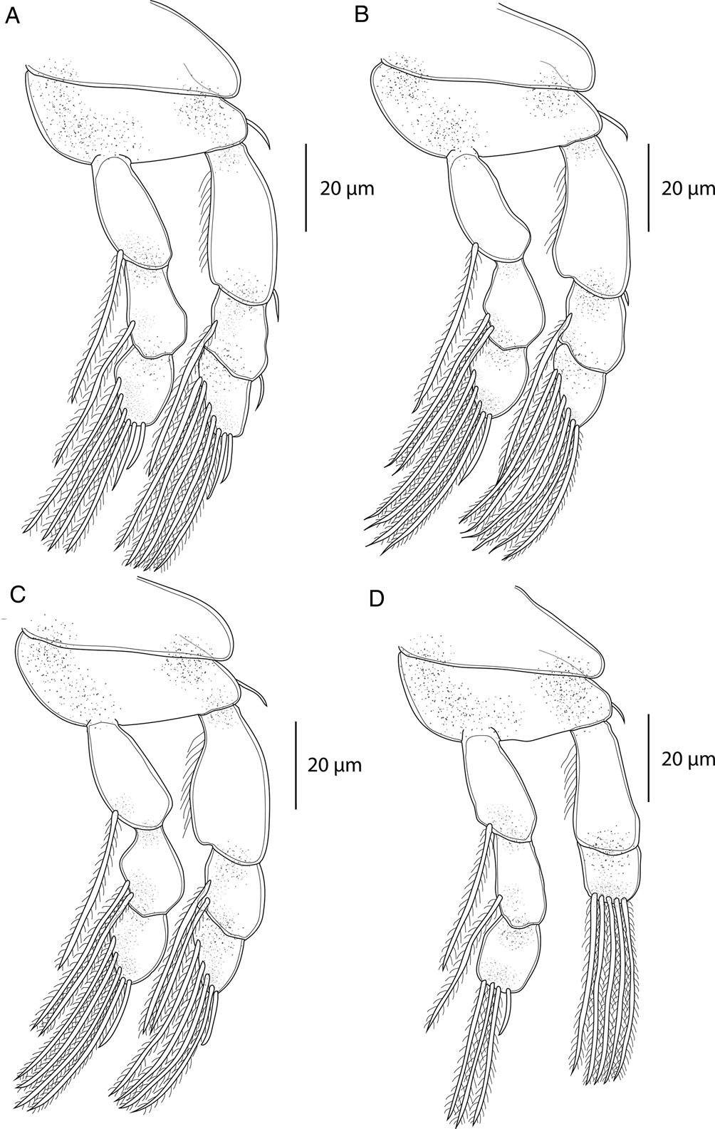 Species of Ergasilus von Nordmann, 1832 (Copepoda: Ergasilidae) from ...