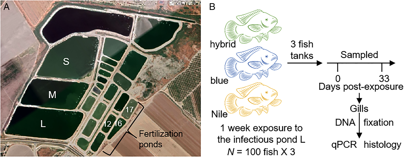The myxozoan parasite Myxobolus bejeranoi (Cnidaria: Myxozoa) infection ...