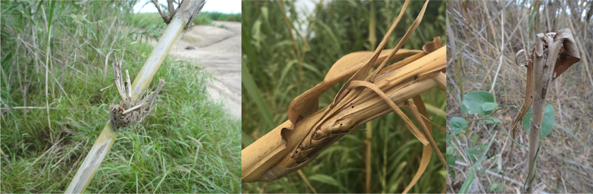 Biology of Invasive Plants 4. Arundo donax L. | Invasive Plant Science ...