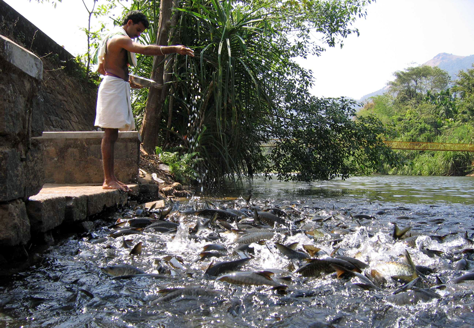 Community-based fish sanctuaries: untapped potential for freshwater ...