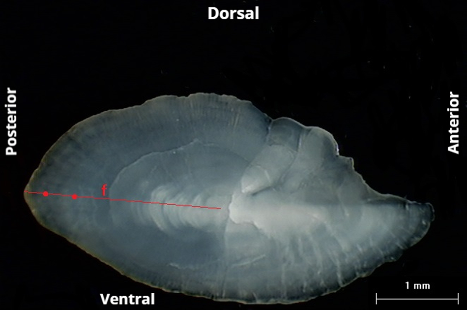 Age, growth and otolith morphometrics of Serranus hepatus (L., 1758) in ...