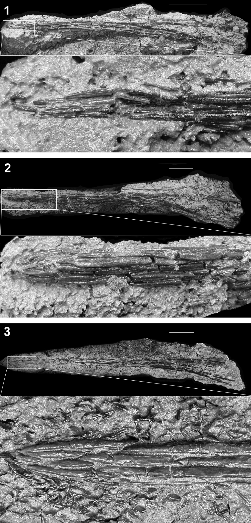 New paddlefishes (Acipenseriformes, Polyodontidae) from the Late ...