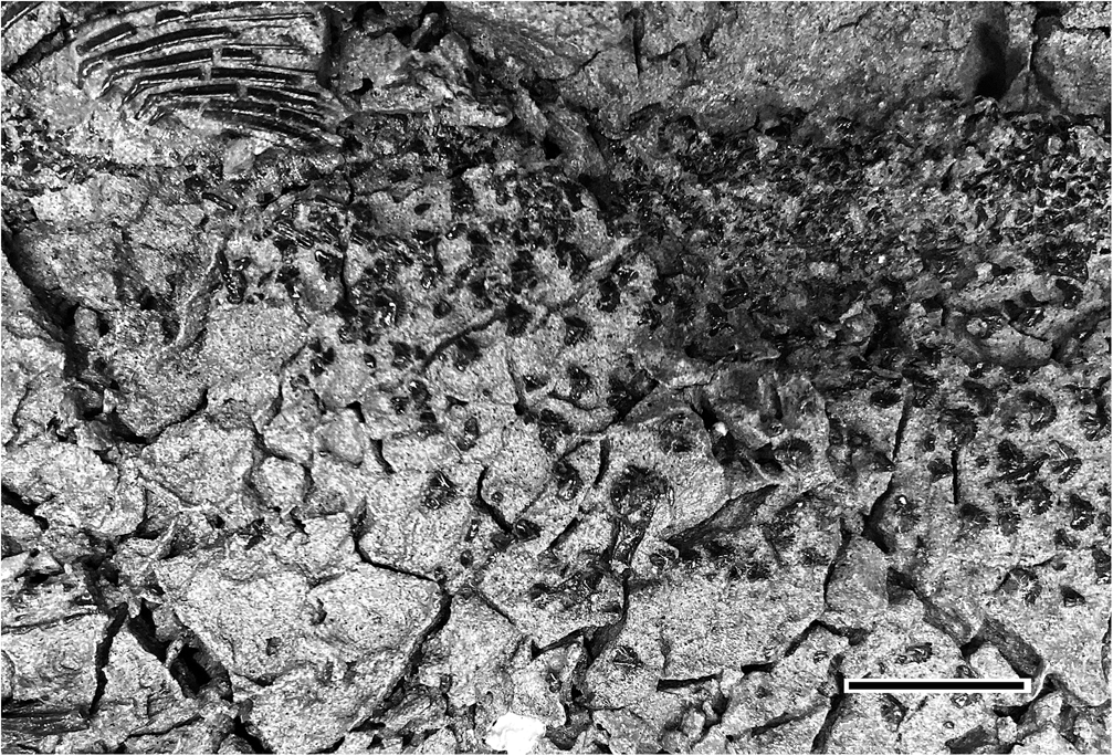 New paddlefishes (Acipenseriformes, Polyodontidae) from the Late ...
