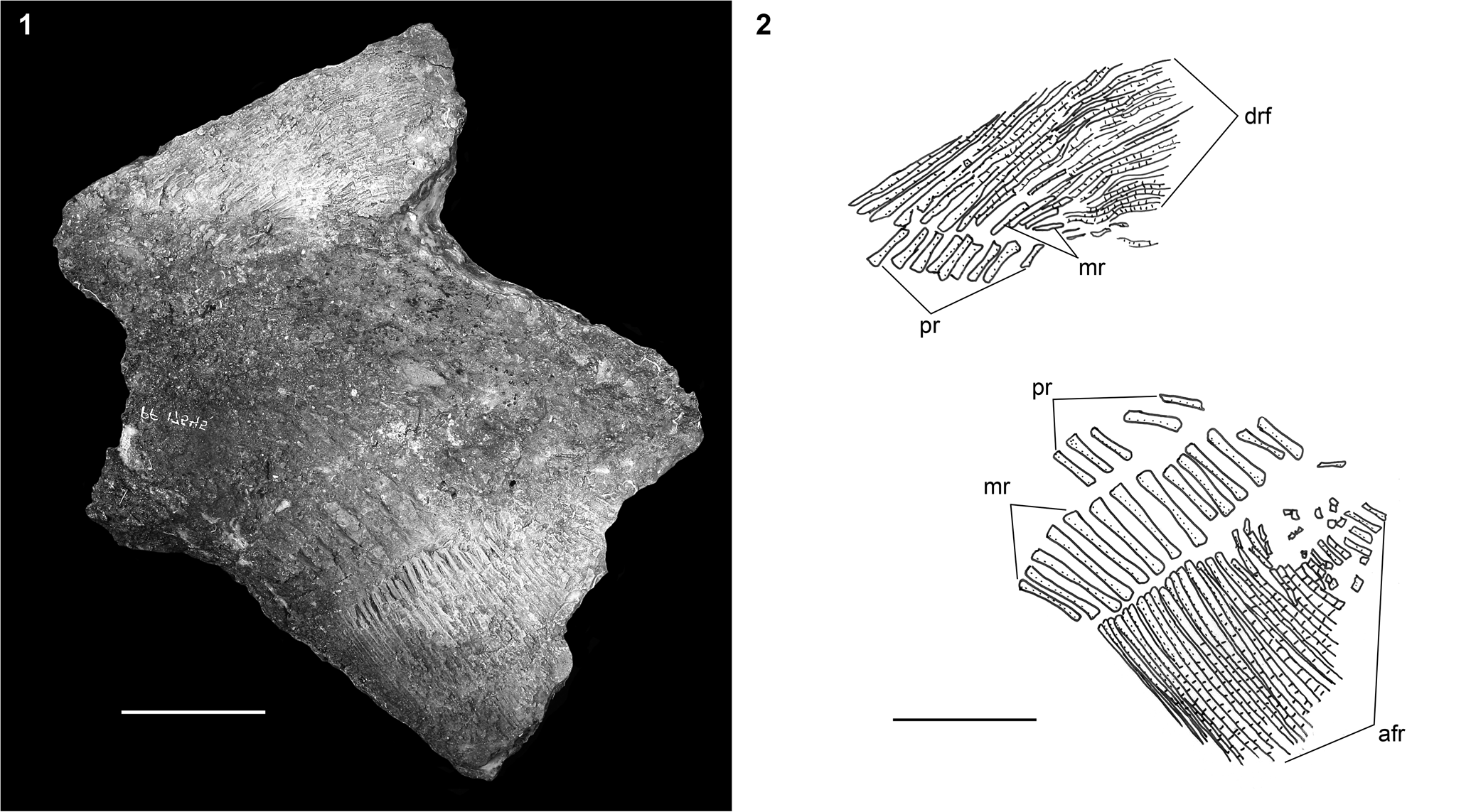 New paddlefishes (Acipenseriformes, Polyodontidae) from the Late ...