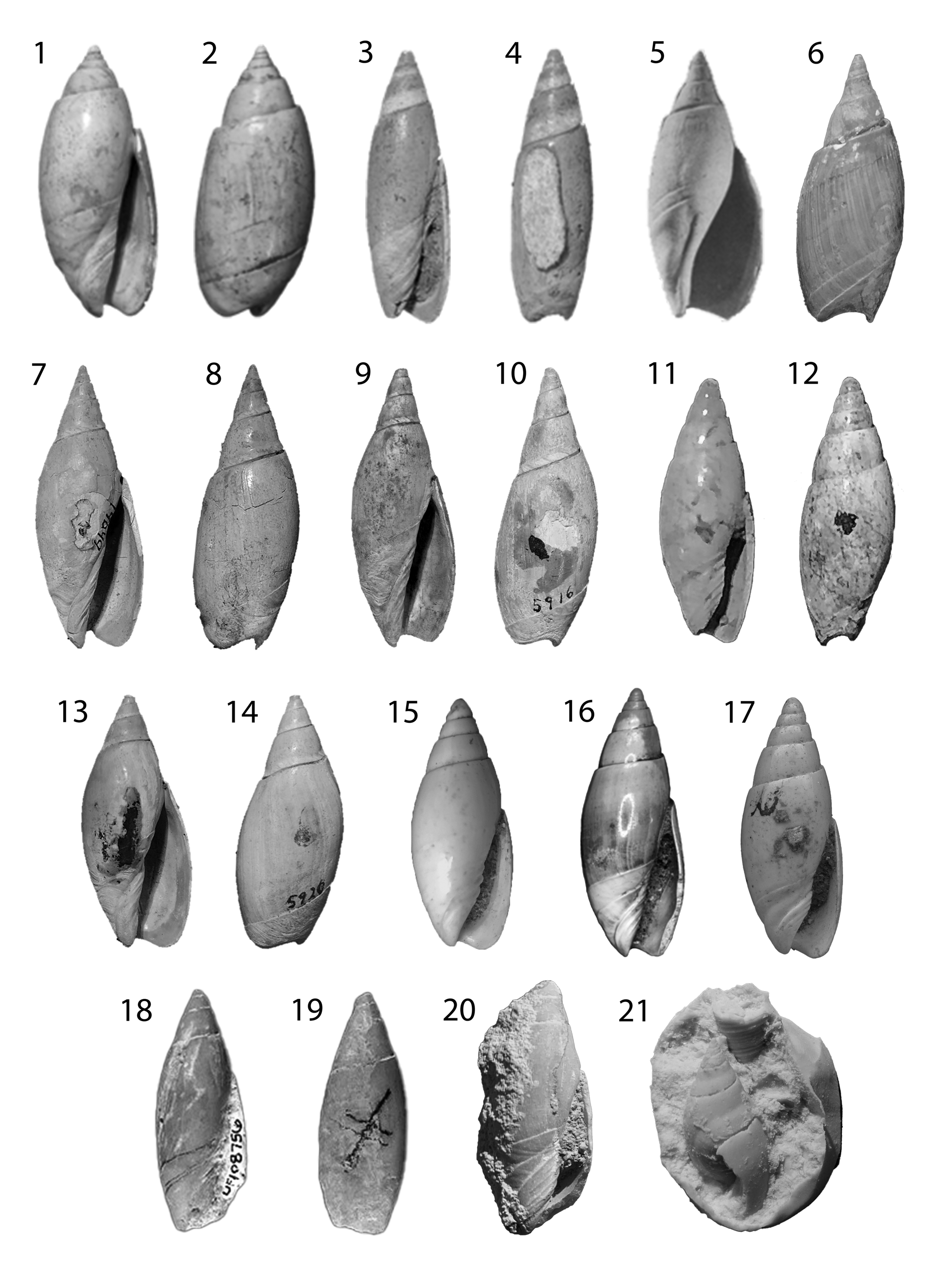 Review and revision of the Olivoidea (Neogastropoda) from the Paleocene ...