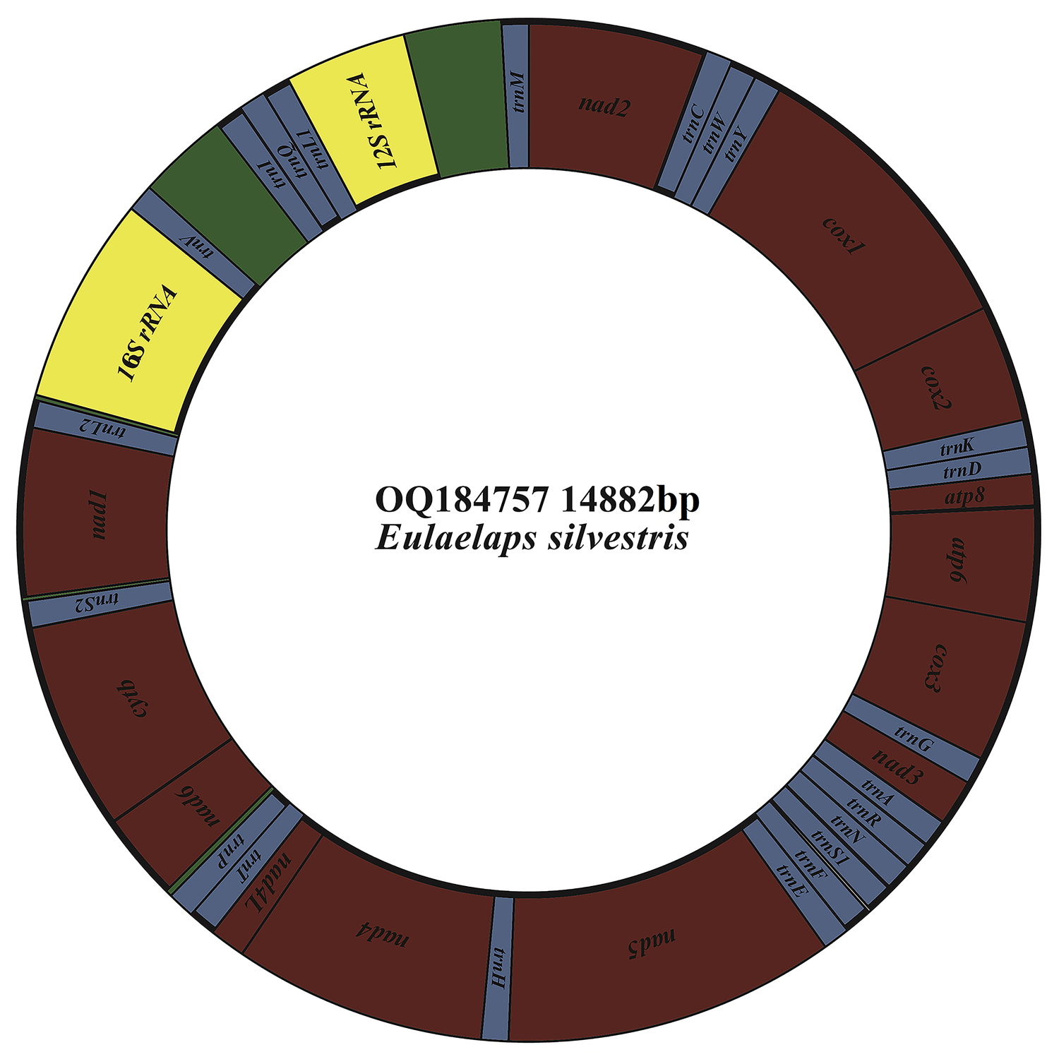 Description and phylogenetic analysis of the complete mitochondrial ...