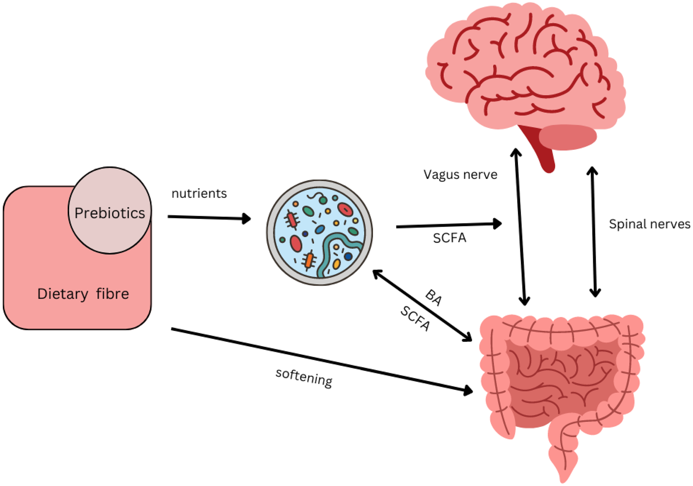 Functional constipation and the effect of prebiotics on the gut ...