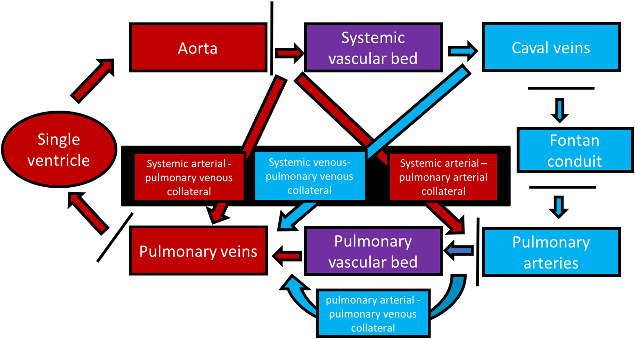 Quantification of systemic-to-pulmonary collateral flow in ...