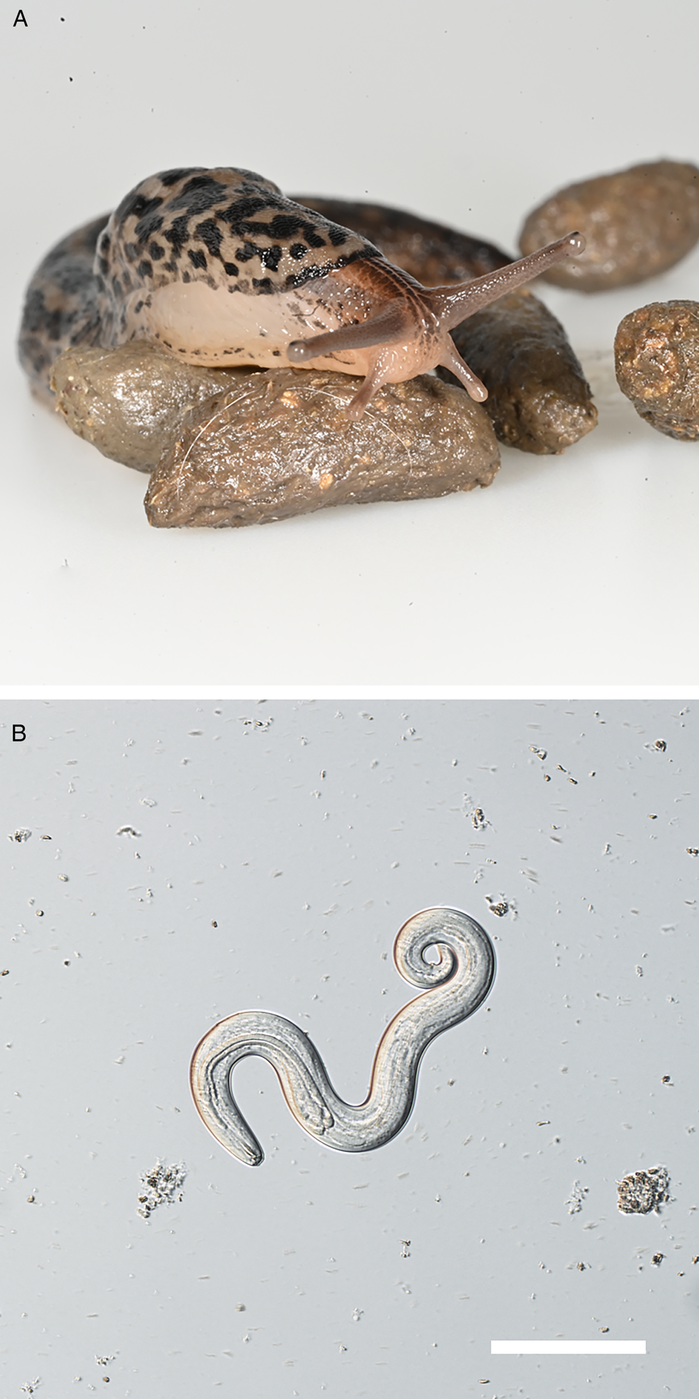 Rat lungworm survives winter: experimental overwintering of ...