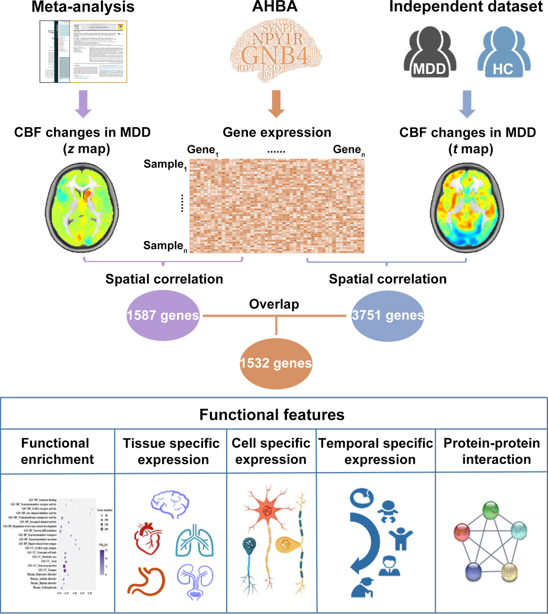 Cerebral blood flow changes and their genetic mechanisms in major ...