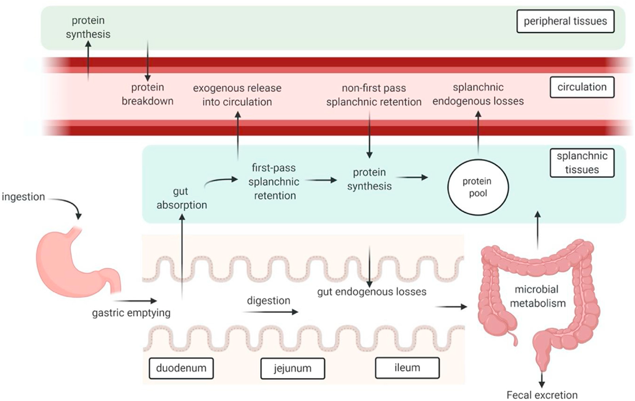 Protein digestion and absorption: the influence of food processing ...