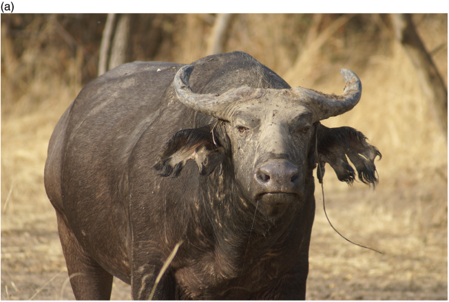 Conservation Status of the African Buffalo: A Continent-Wide Assessment ...