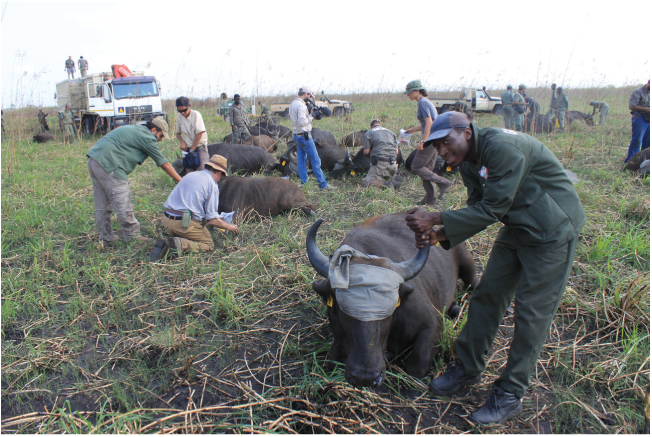 Handling and Moving the African Buffalo (Chapter 15) - Ecology and Management of the African Buffalo