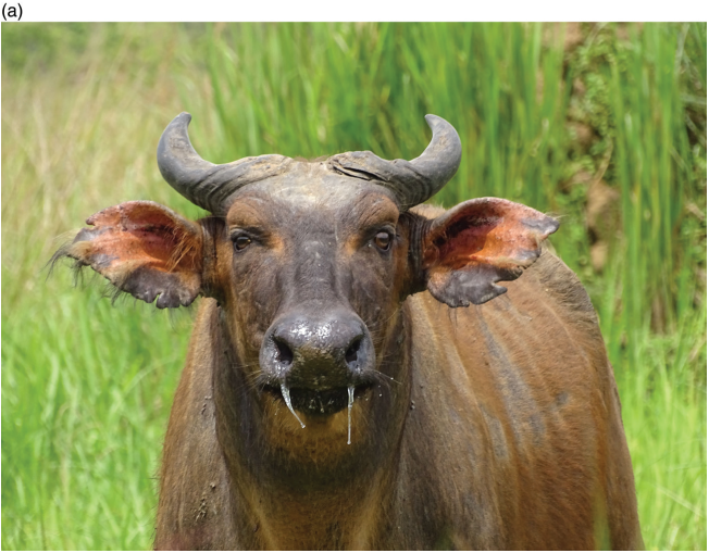 Conservation Status of the African Buffalo: A Continent-Wide Assessment ...