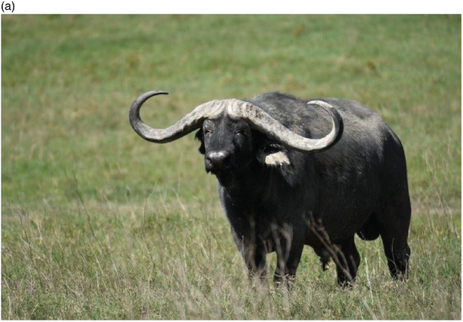 Conservation Status of the African Buffalo: A Continent-Wide Assessment ...