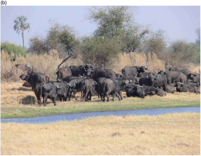 Conservation Status of the African Buffalo: A Continent-Wide Assessment ...