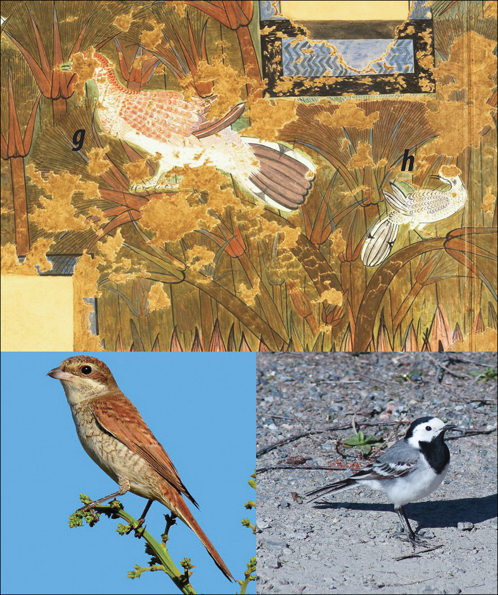 Pigeons and papyrus at Amarna: the birds of the Green Room revisited ...