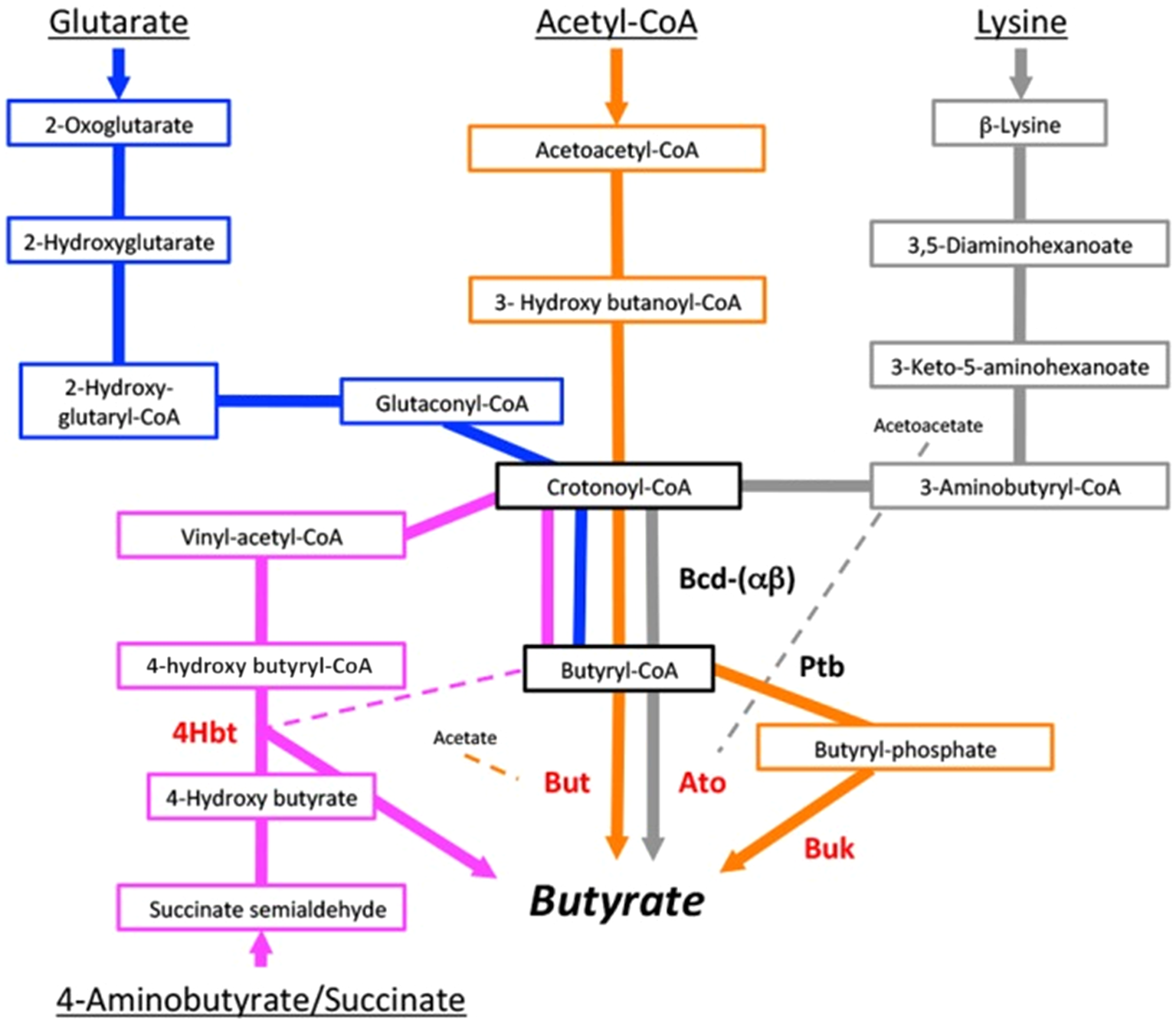 The butyrate-producing and spore-forming bacterial genus Coprococcus as ...