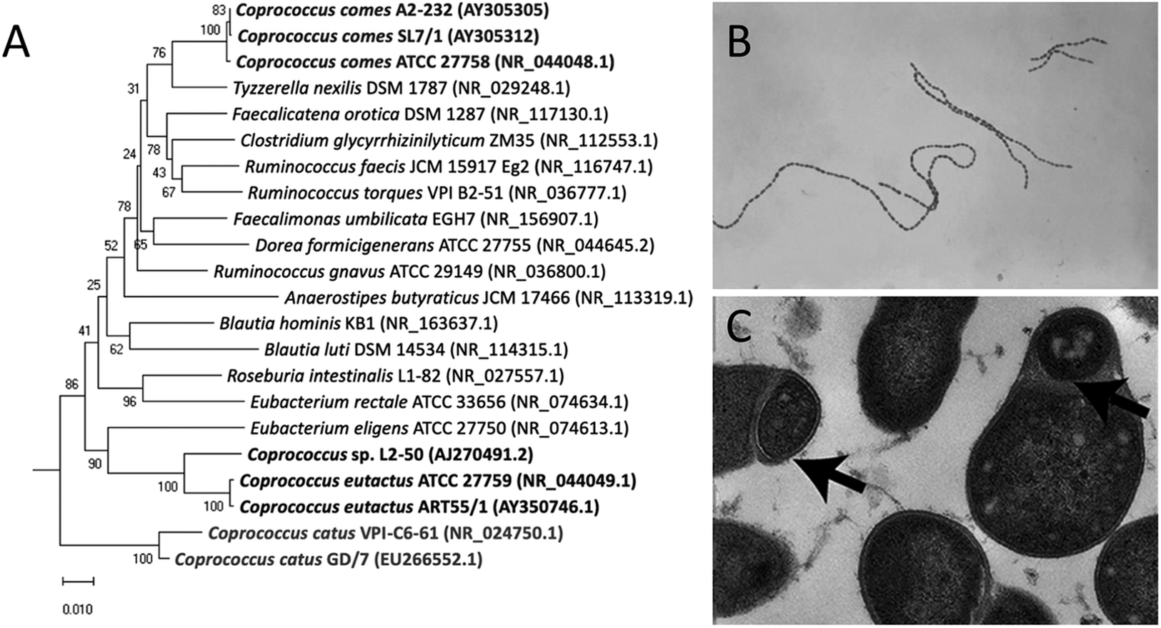 The butyrate-producing and spore-forming bacterial genus Coprococcus as ...