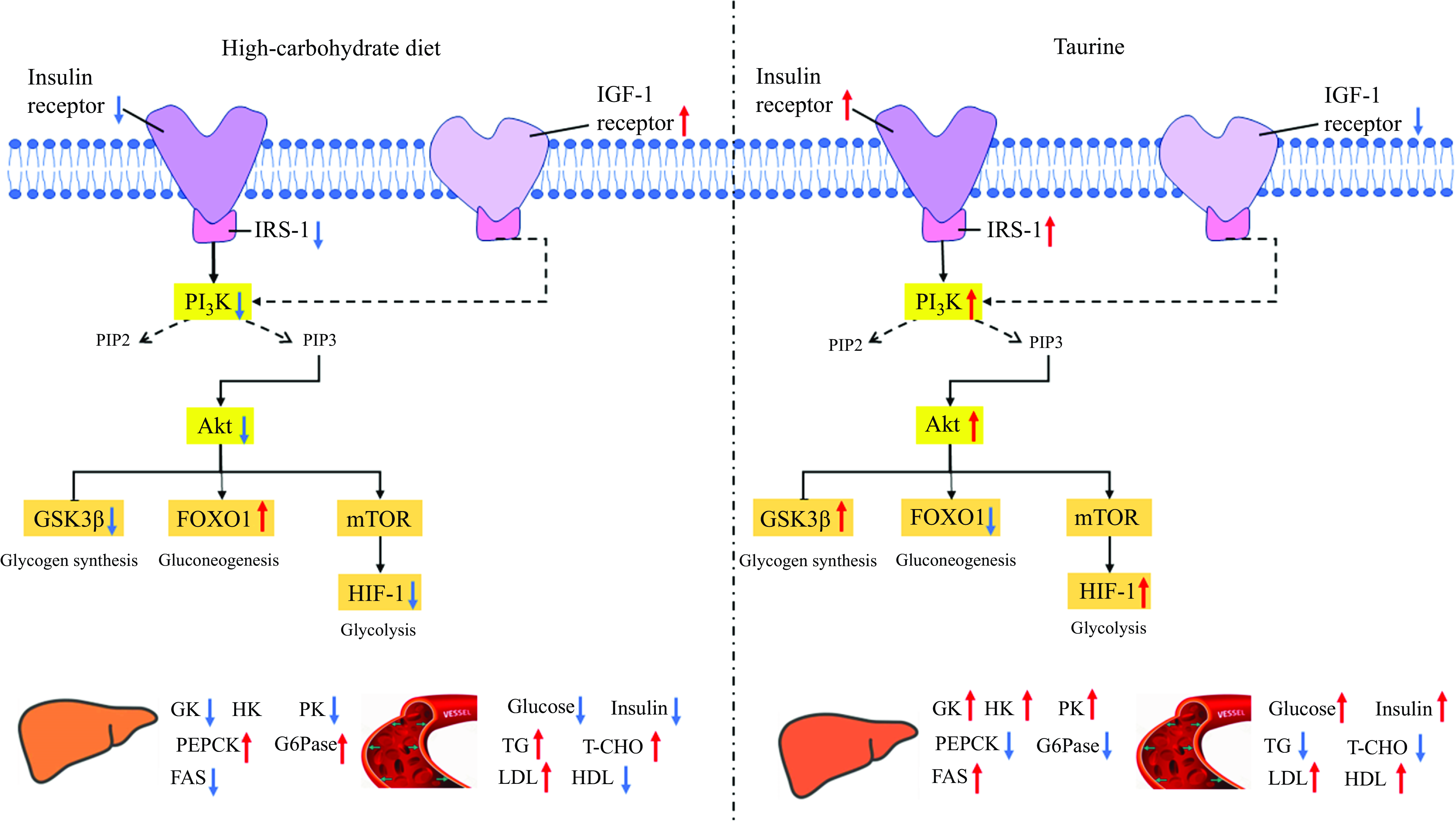 Implications on growth performance, glucose metabolism, PI3K/AKT ...