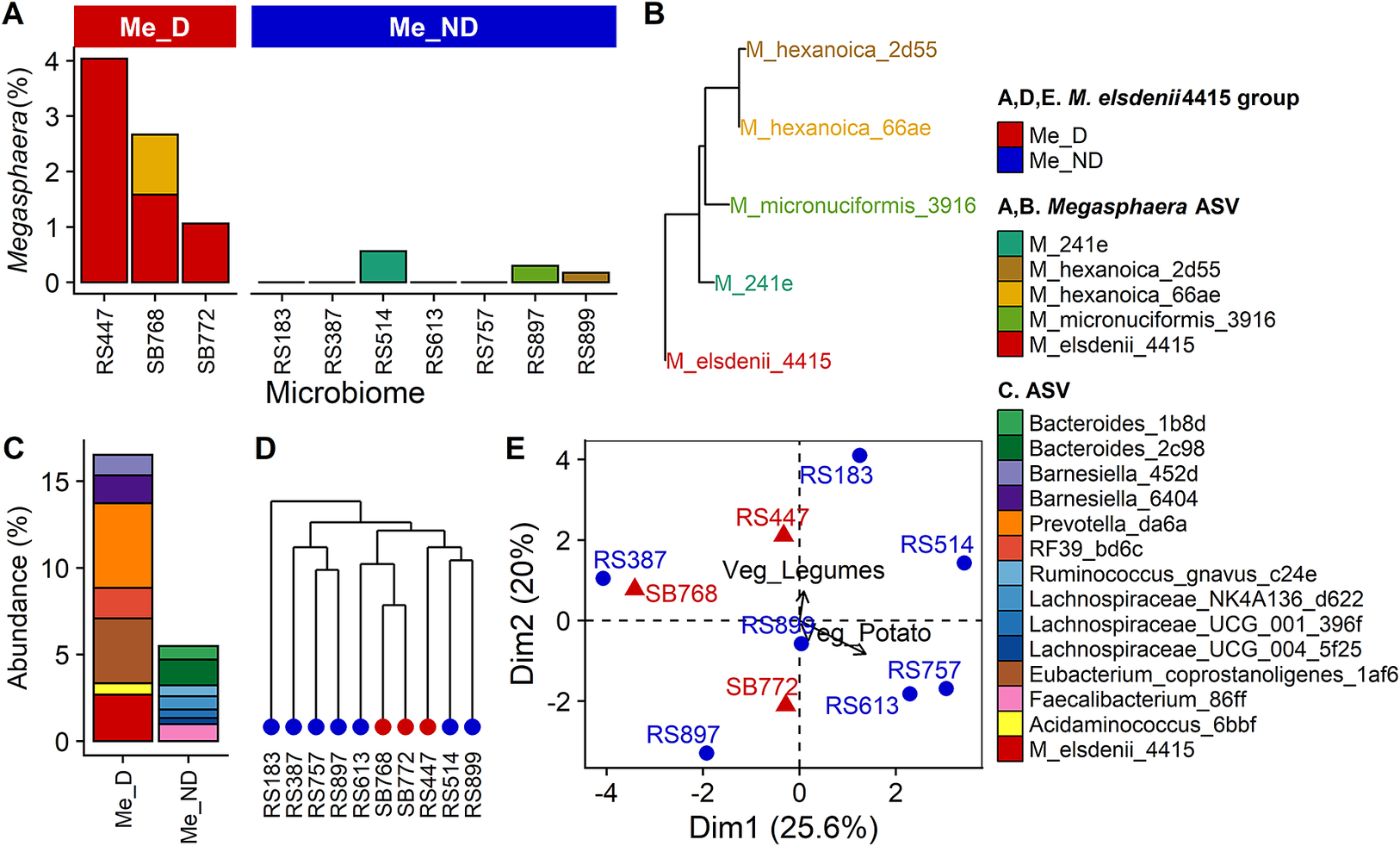 Megasphaera elsdenii, a commensal member of the gut microbiota, is ...