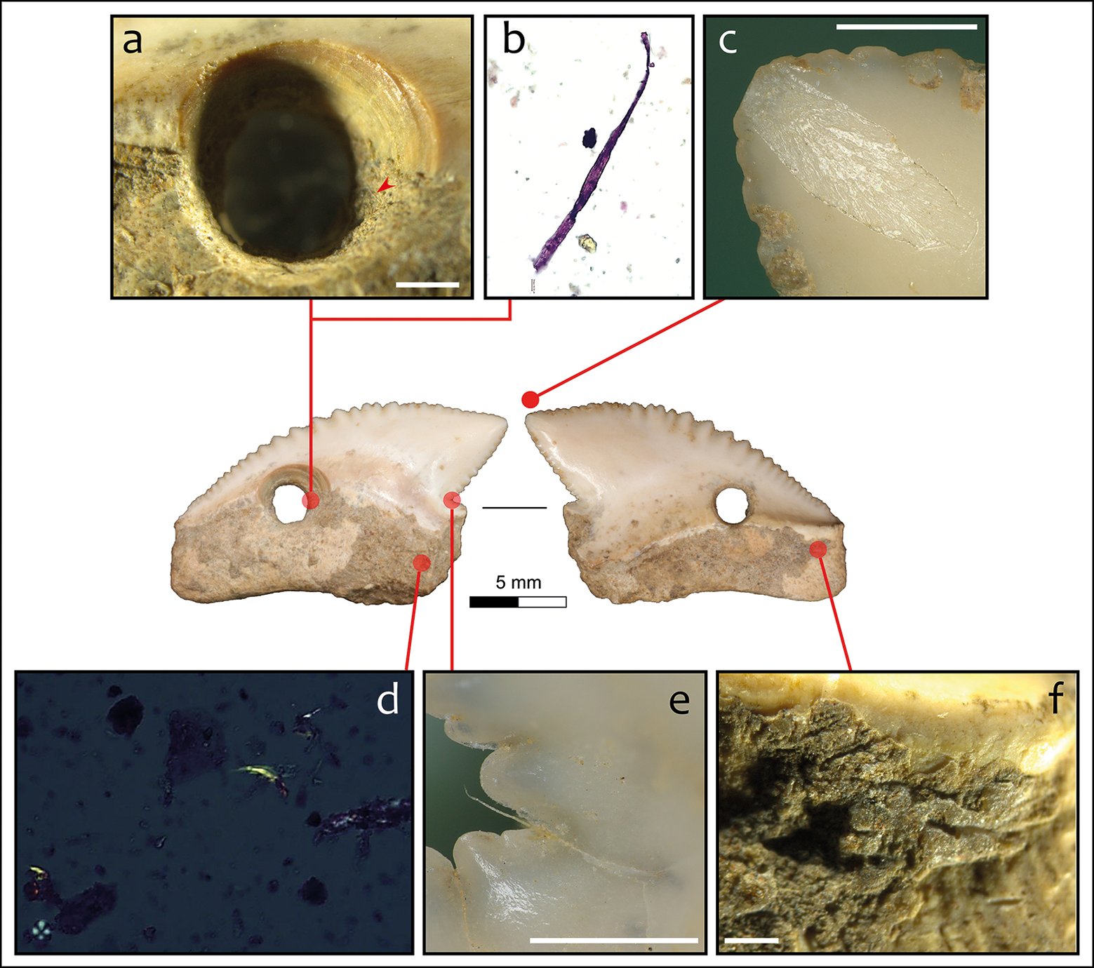 Shark-tooth artefacts from middle Holocene Sulawesi | Antiquity ...