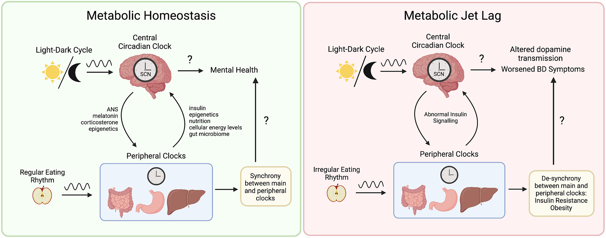 The concept of “metabolic jet lag” in the pathophysiology of bipolar ...