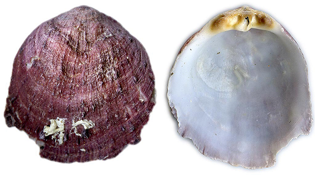 Shell Money