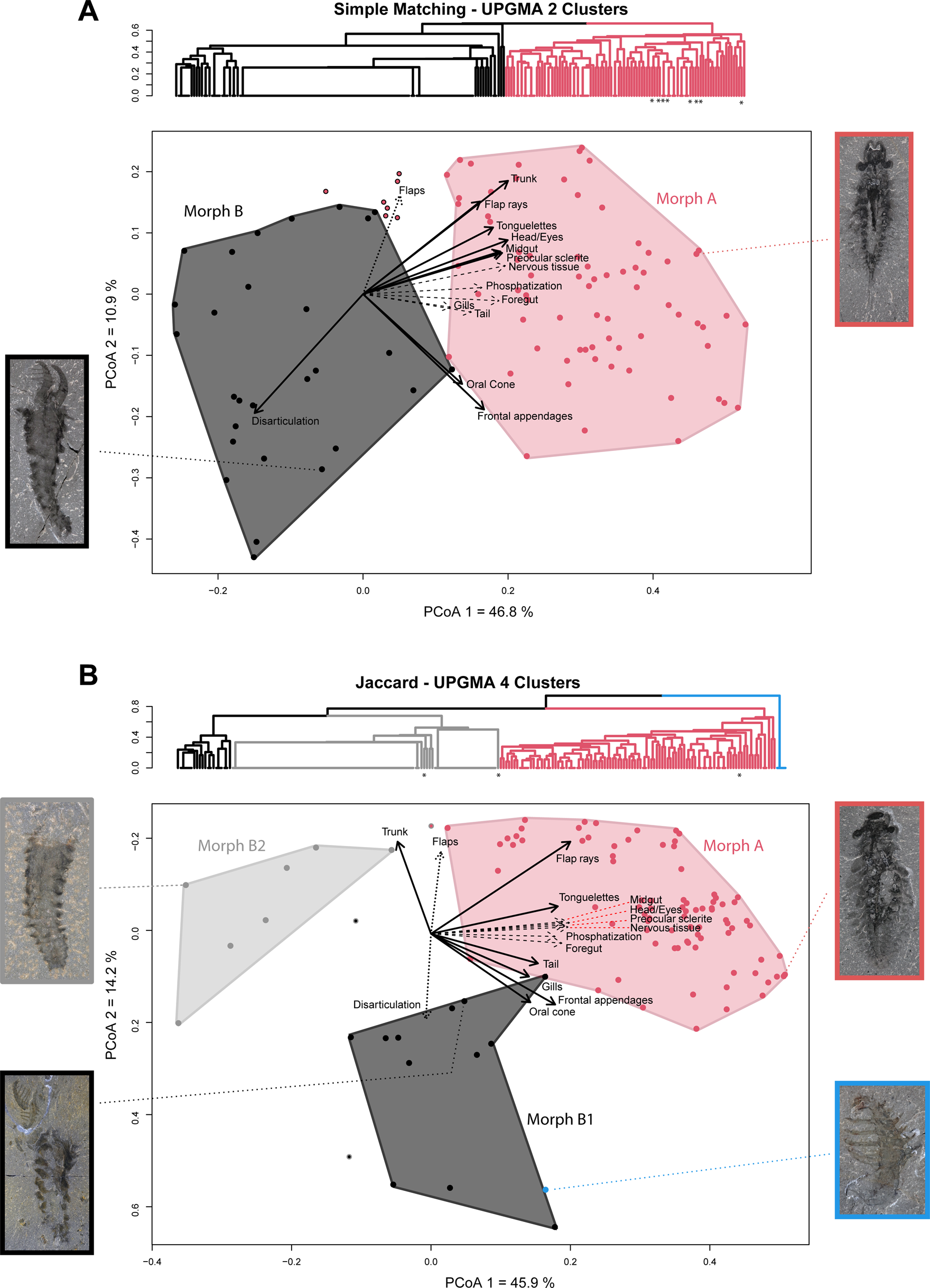 A quantitative assessment of ontogeny and molting in a Cambrian ...