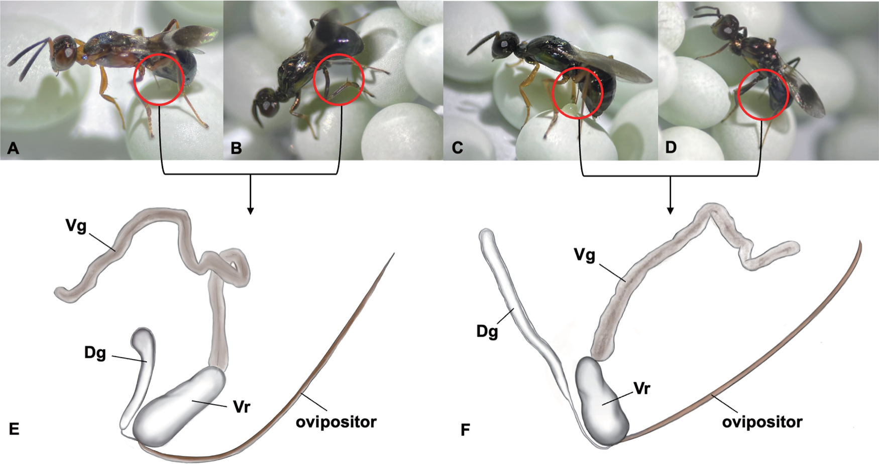 Ontogenetic morphological changes of the venom apparatus in 4 eupelmid ...
