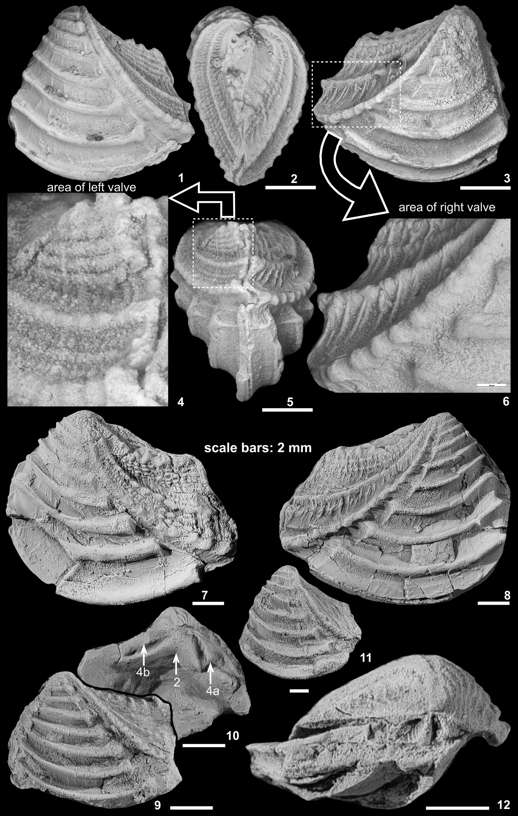 Jurassic Trigoniida (Bivalvia) from Gebel Maghara, northern Sinai ...