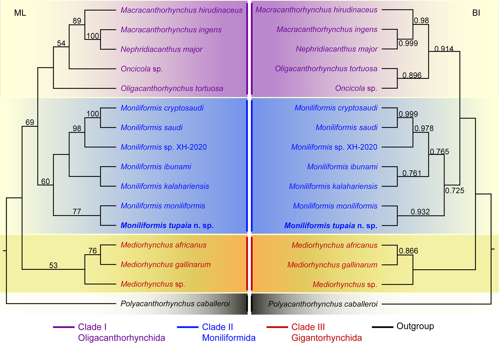 Morphology, genetic characterization and phylogeny of Moniliformis ...