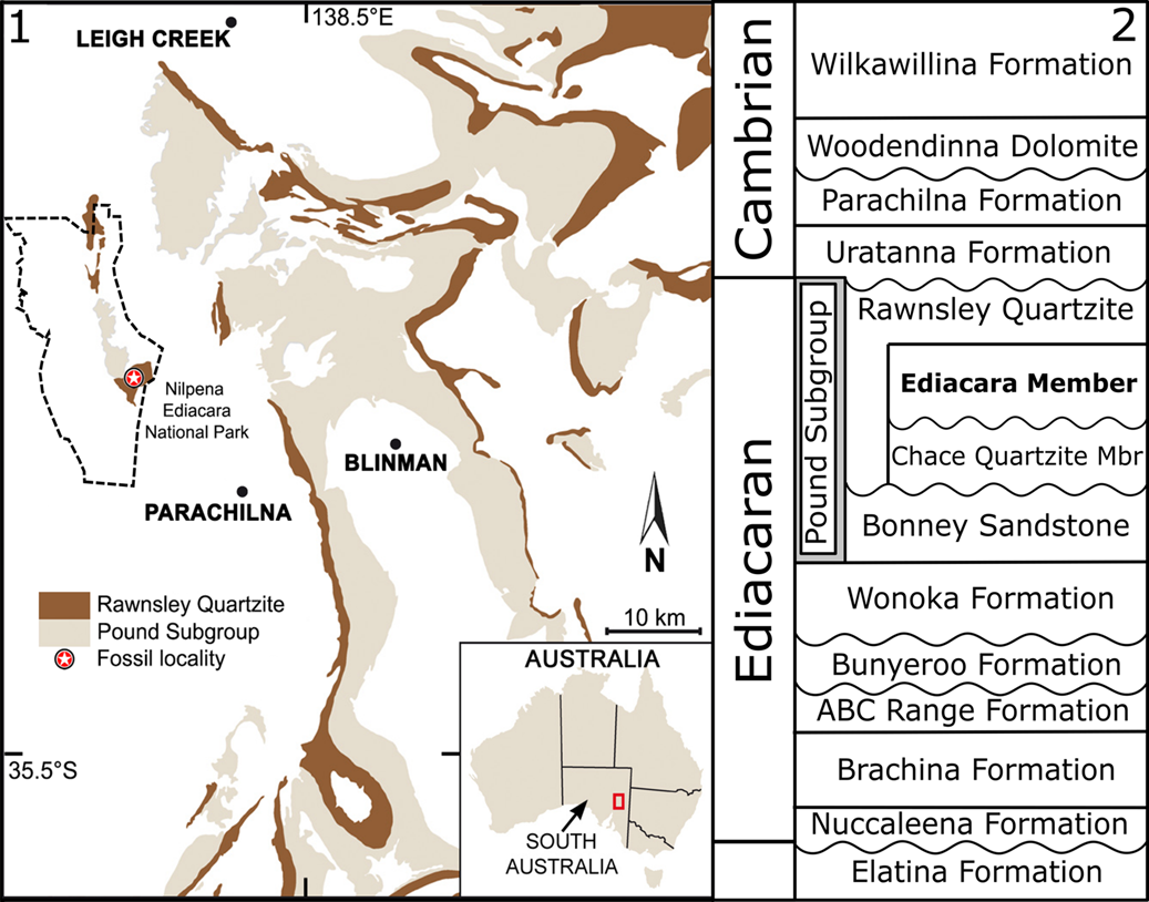 A new species of the iconic triradial Ediacaran genus Tribrachidium ...