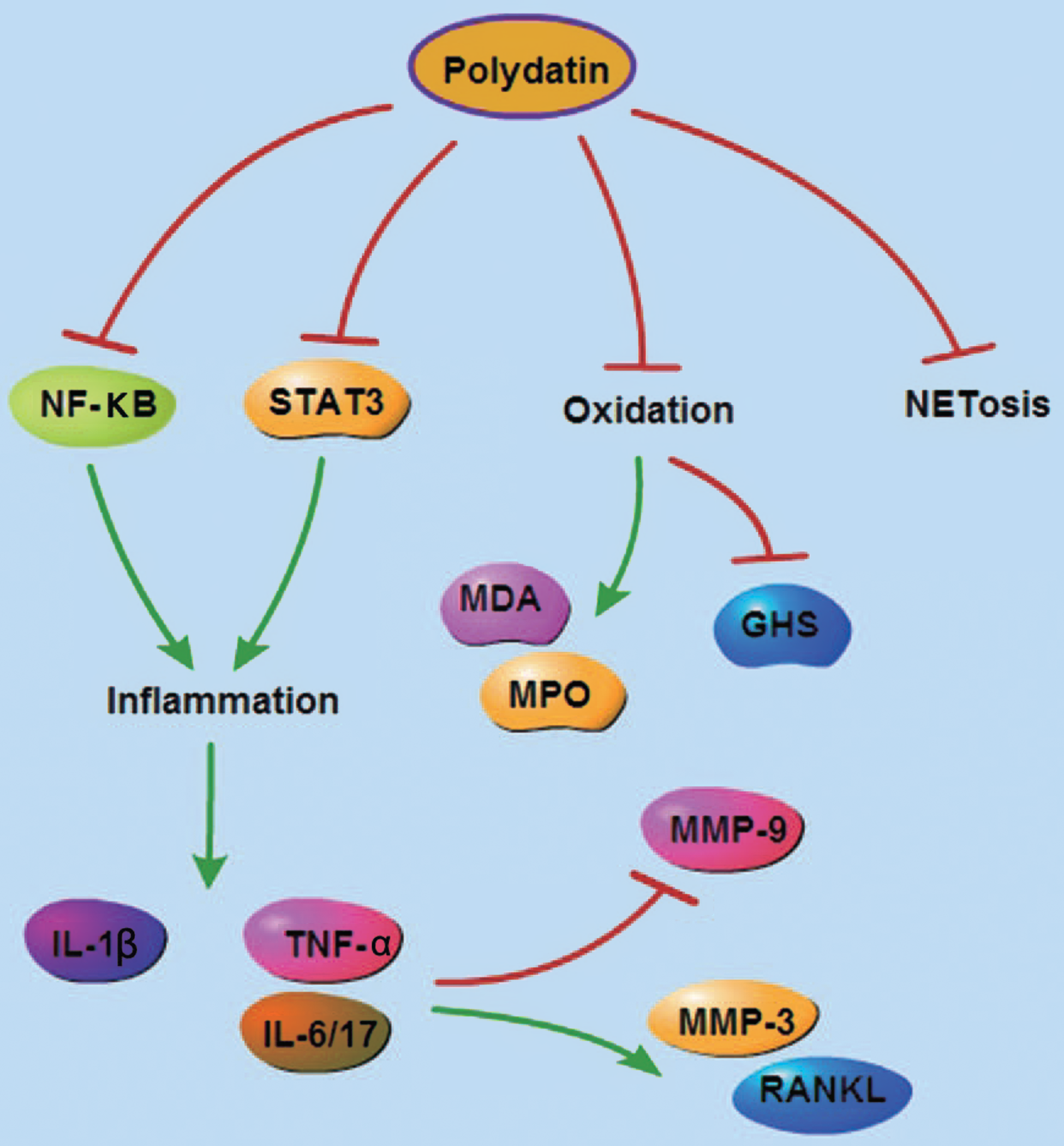 Protective effects of polydatin against bone and joint disorders: the ...