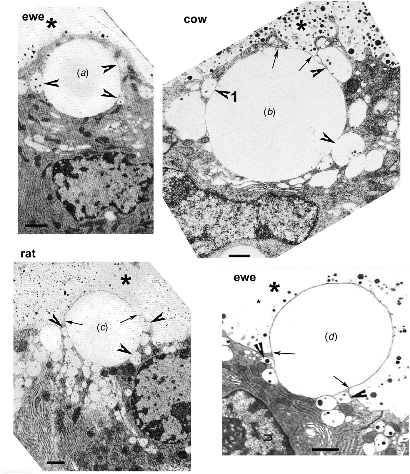 Milk fat globule membrane: formation and transformation | Journal of ...