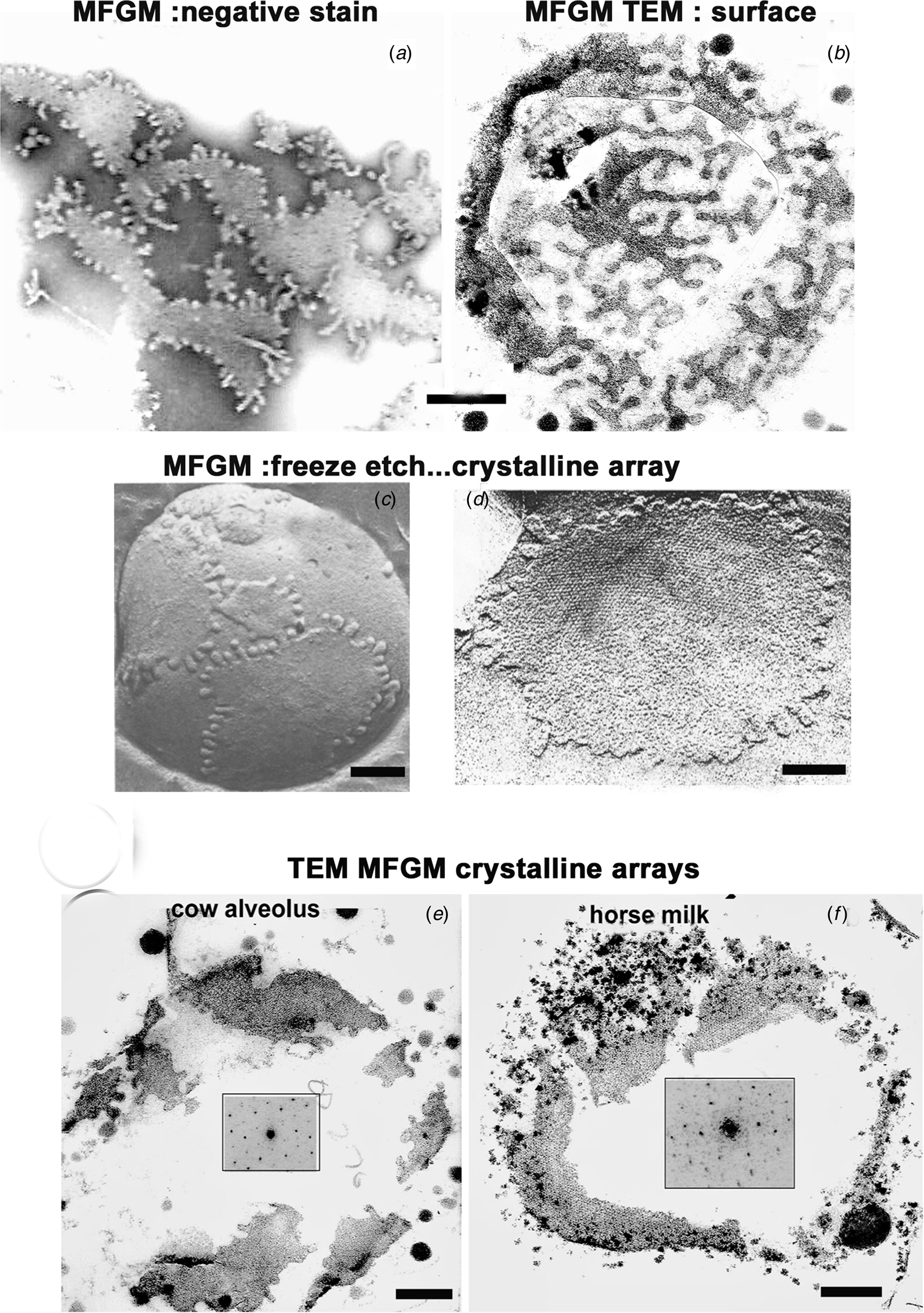 Milk fat globule membrane: formation and transformation | Journal of ...