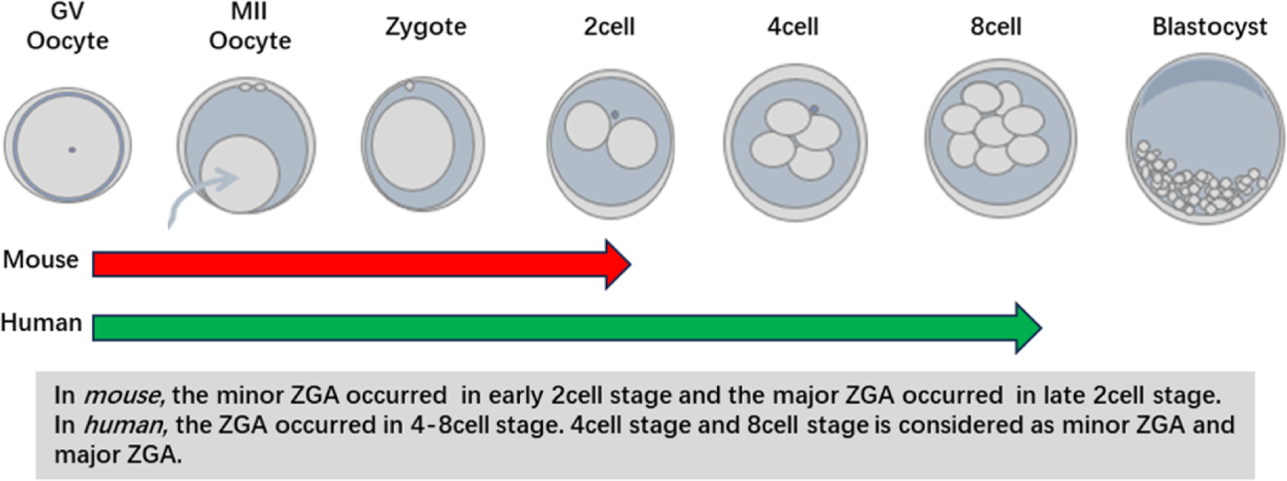 The identification and classification of candidate genes during the ...