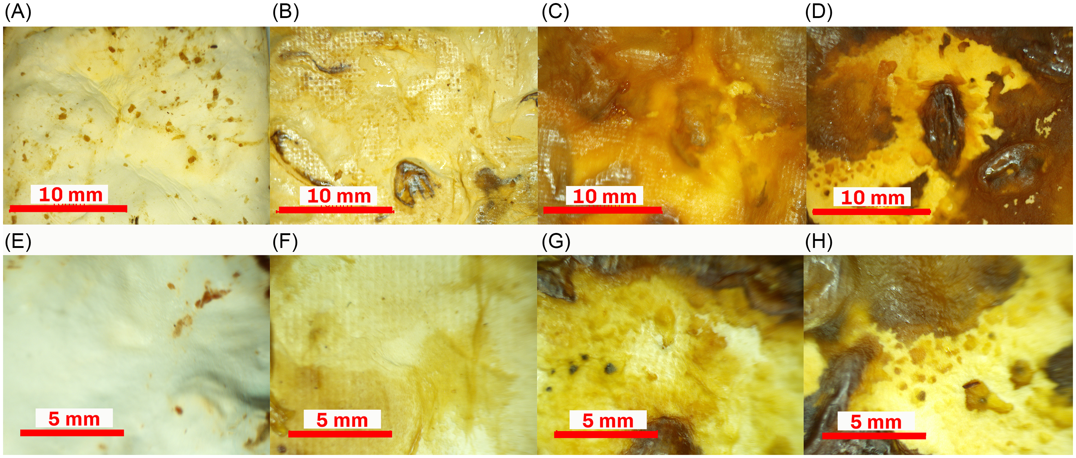 Growing mycelium leather: a paste substrate approach with post ...