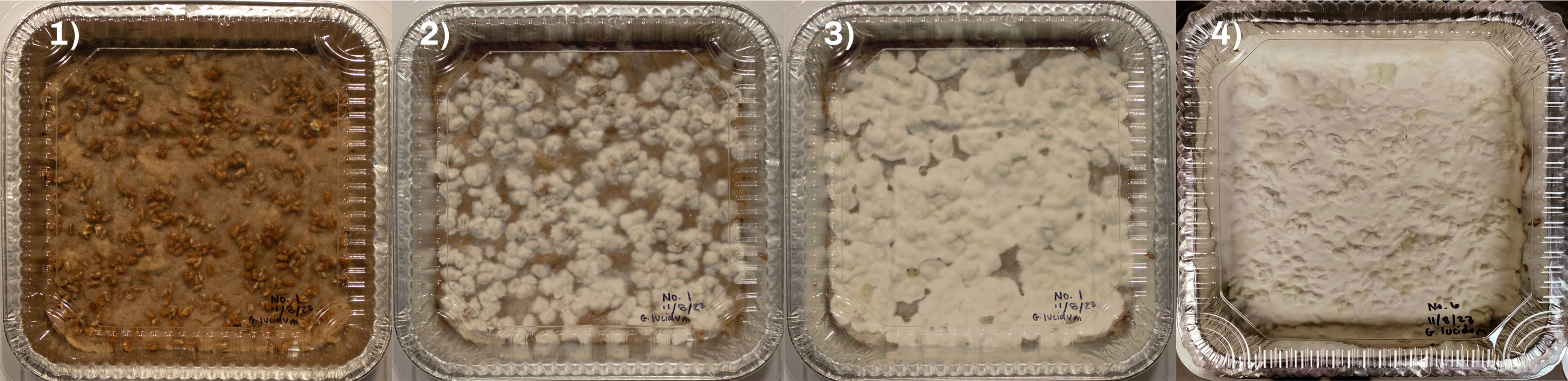 Growing mycelium leather: a paste substrate approach with post ...
