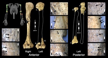 Disarticulation, evisceration and excarnation: Neolithic mortuary ...